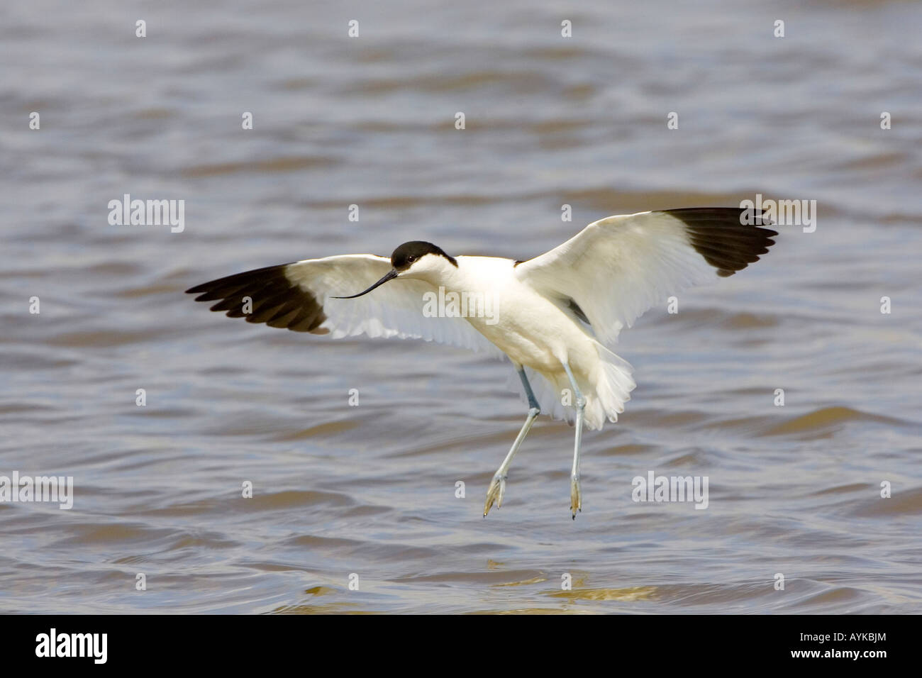 Avocet ( recurvirostra avosetta Stock Photo - Alamy