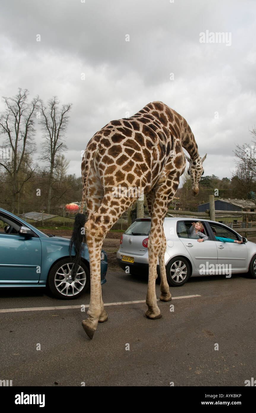 Giraffe peering at car full of people at West Midlands Safari Park ...