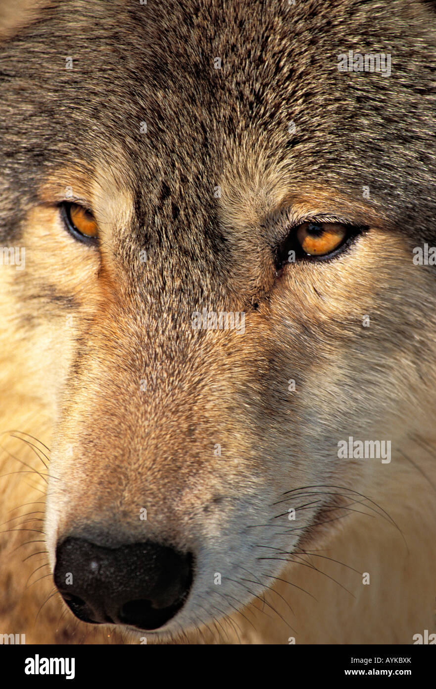 Adult timber wolf Canis lupus in western Montana model Stock Photo - Alamy