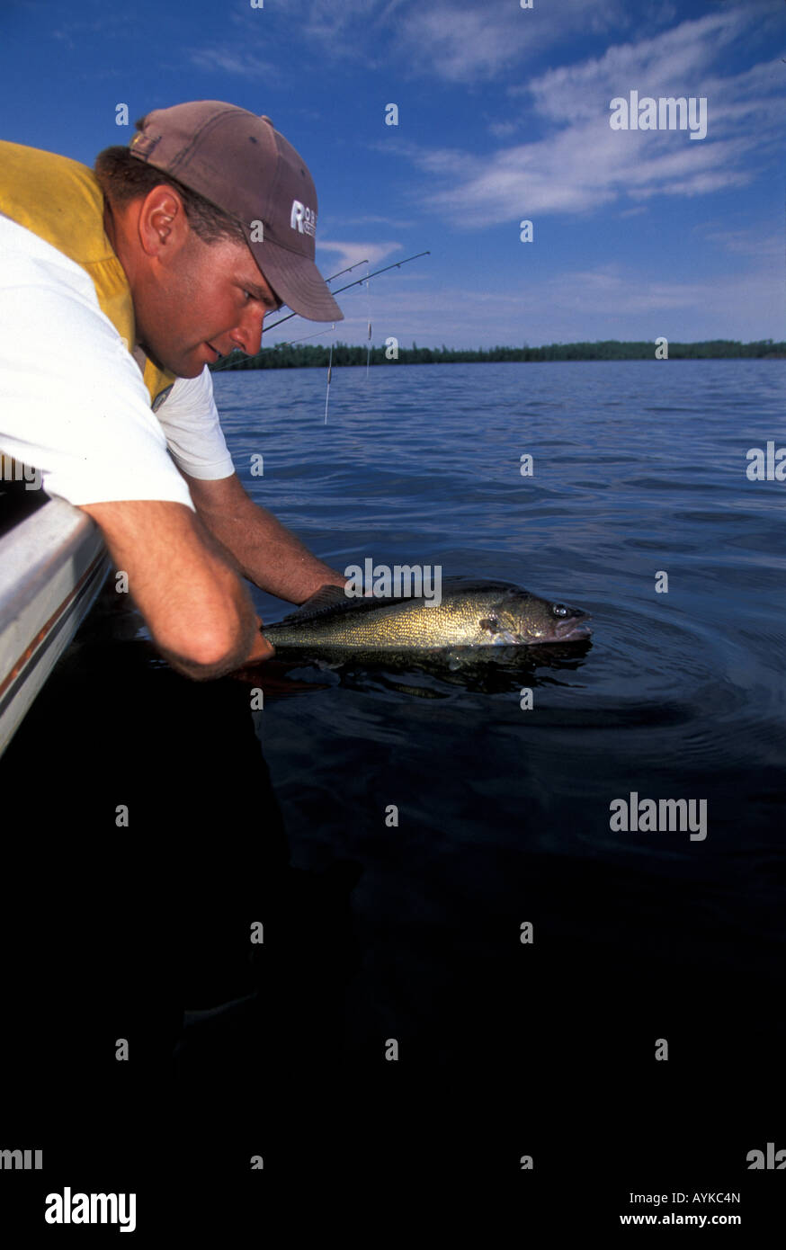 man releasing walleye Stock Photo - Alamy