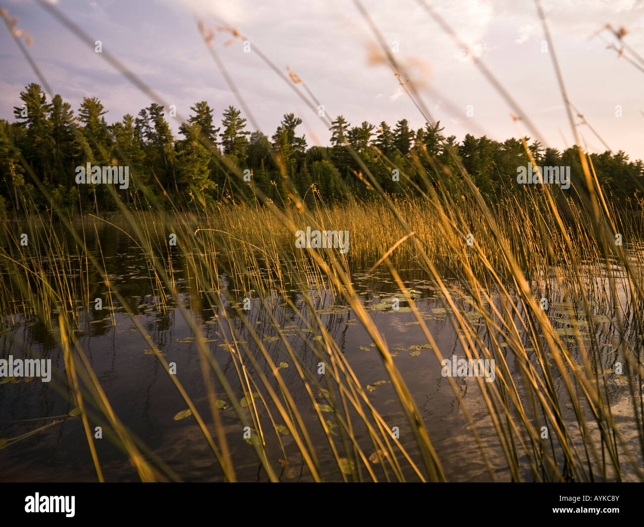 Reeds lake woods ontario canada hi-res stock photography and images - Alamy