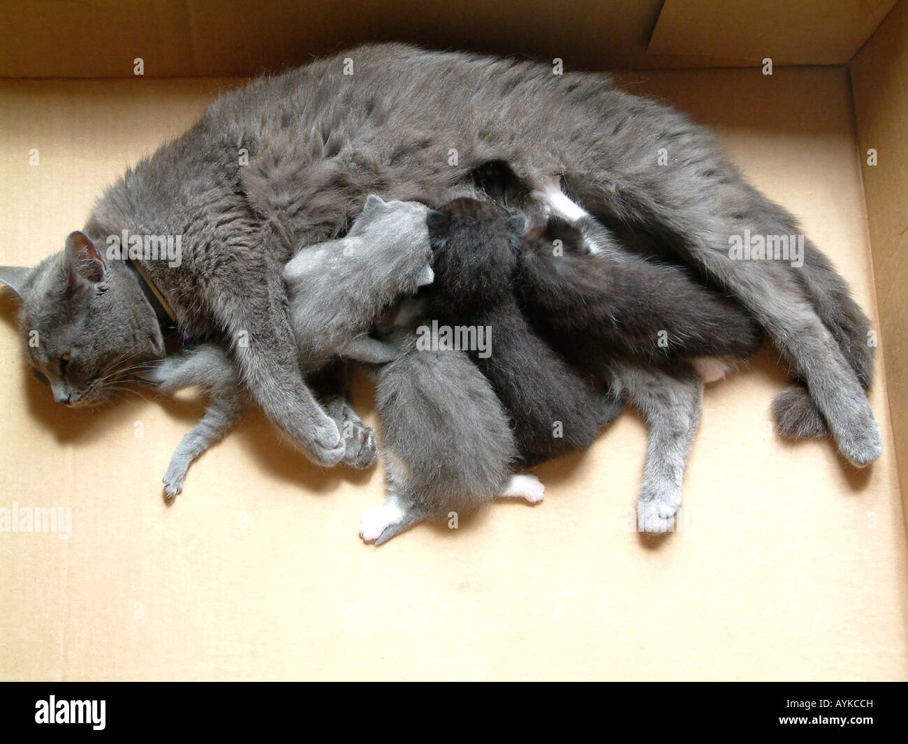 cat and litter of four kittens (14 days old Stock Photo - Alamy