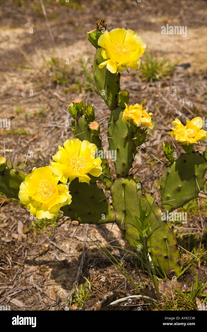 Yellow Wild Prickly Pear Cactus in Florida USA Stock Photo - Alamy