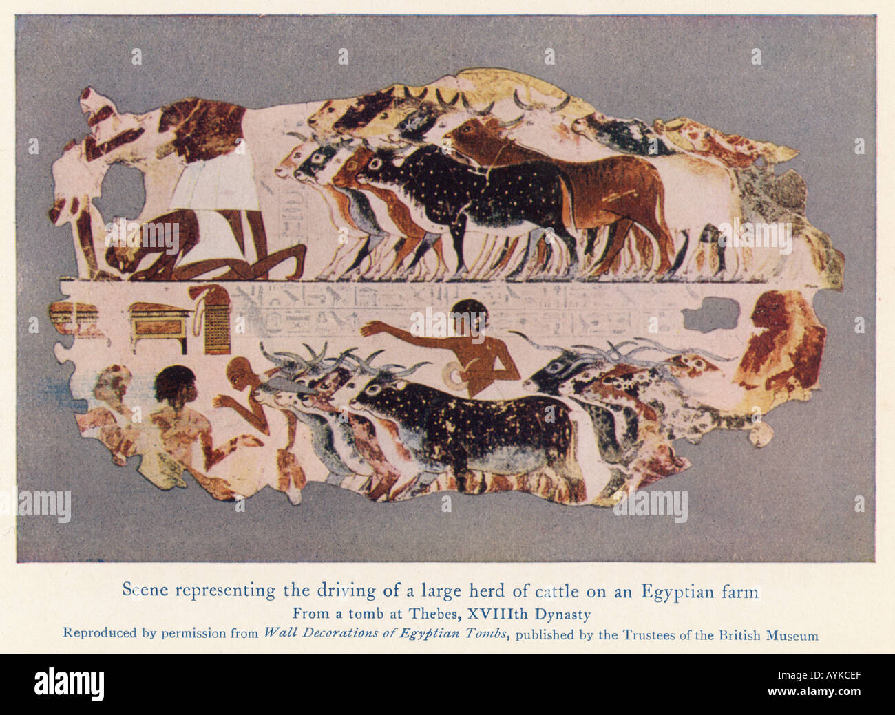 Egypt cattle hi-res stock photography and images - Alamy