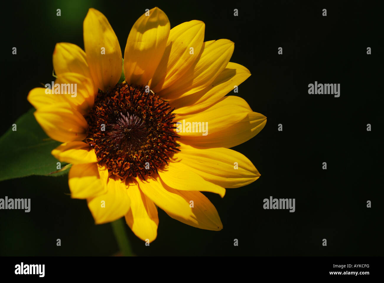 Miniature sunflowers hi-res stock photography and images - Alamy