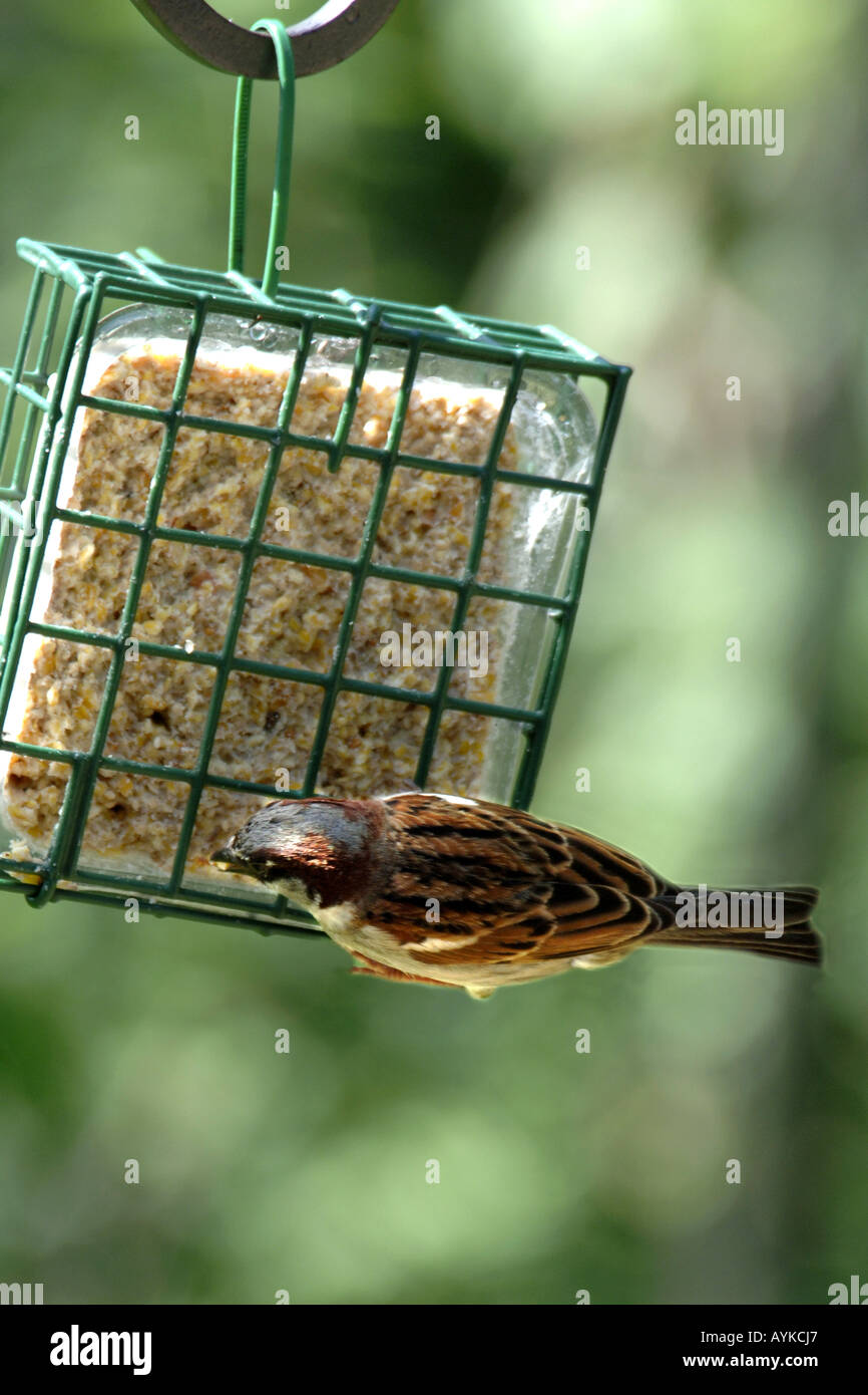 Sparrow feeding from a lard-cake hung from a garden tree Stock Photo ...
