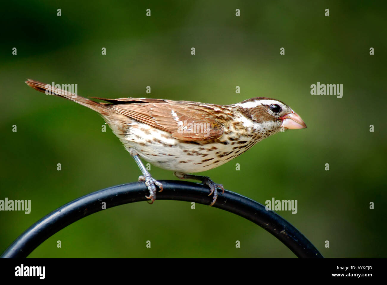 Sparrow pecking seed hi-res stock photography and images - Alamy