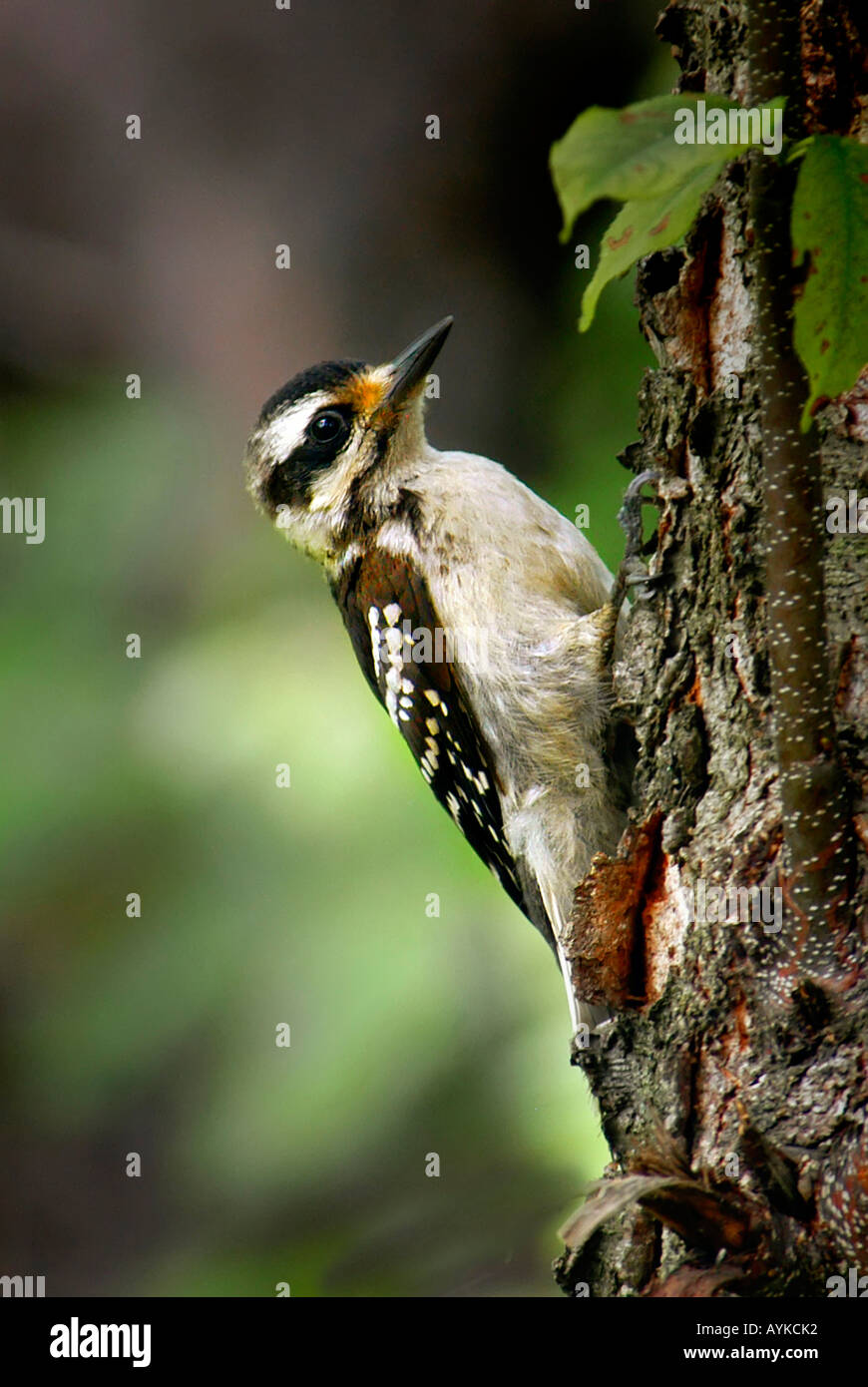 Woodpecker tapping hi-res stock photography and images - Alamy