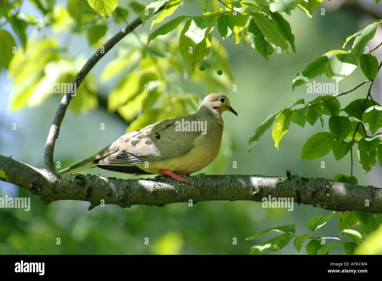 Dove sitting on a tree branch Stock Photo - Alamy