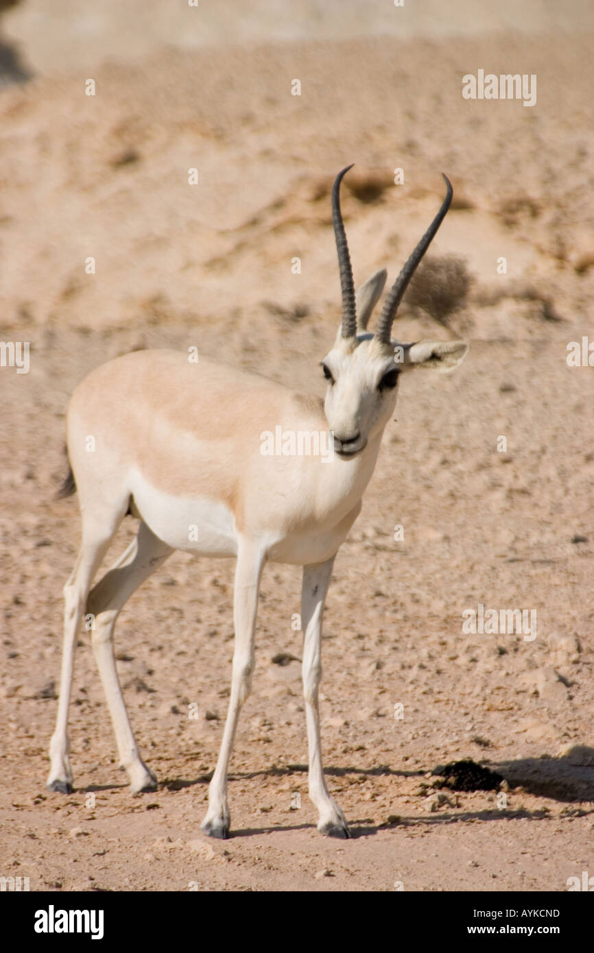 Arabian gazelle gazella arabica in hi-res stock photography and images ...
