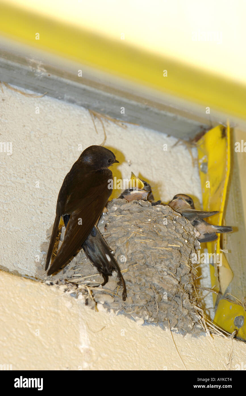 Nesting chicks with hatchlings and mother bird hi-res stock photography ...