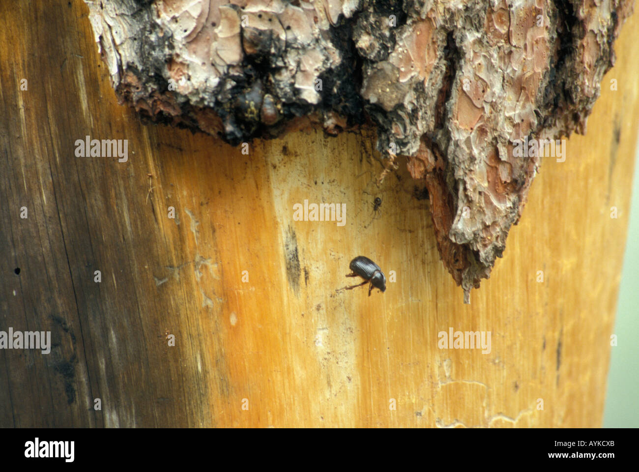 Dead tree peeling bark hi-res stock photography and images - Alamy