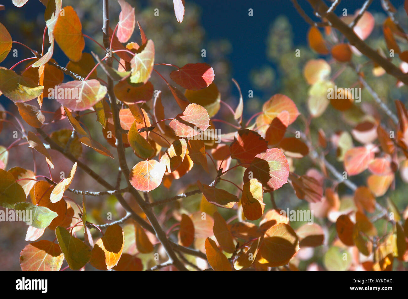 Yellow leavs hi-res stock photography and images - Alamy