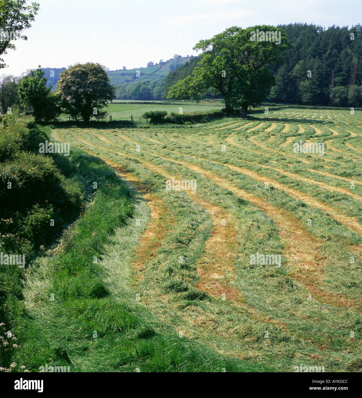 Mown curves grass hi-res stock photography and images - Alamy