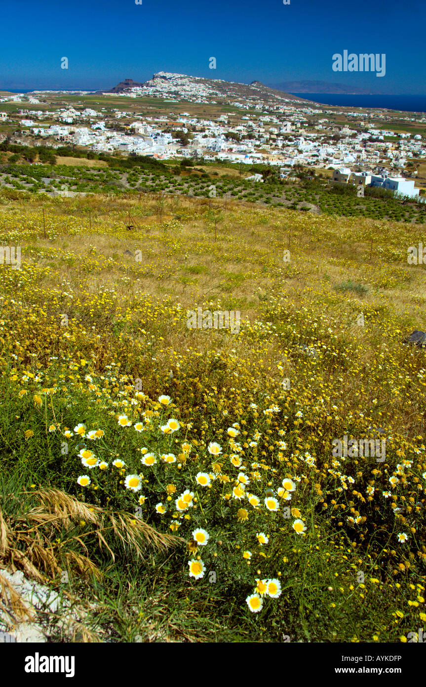 White daisy flowers on a hillside near Pyrgos on the Greek Island of ...