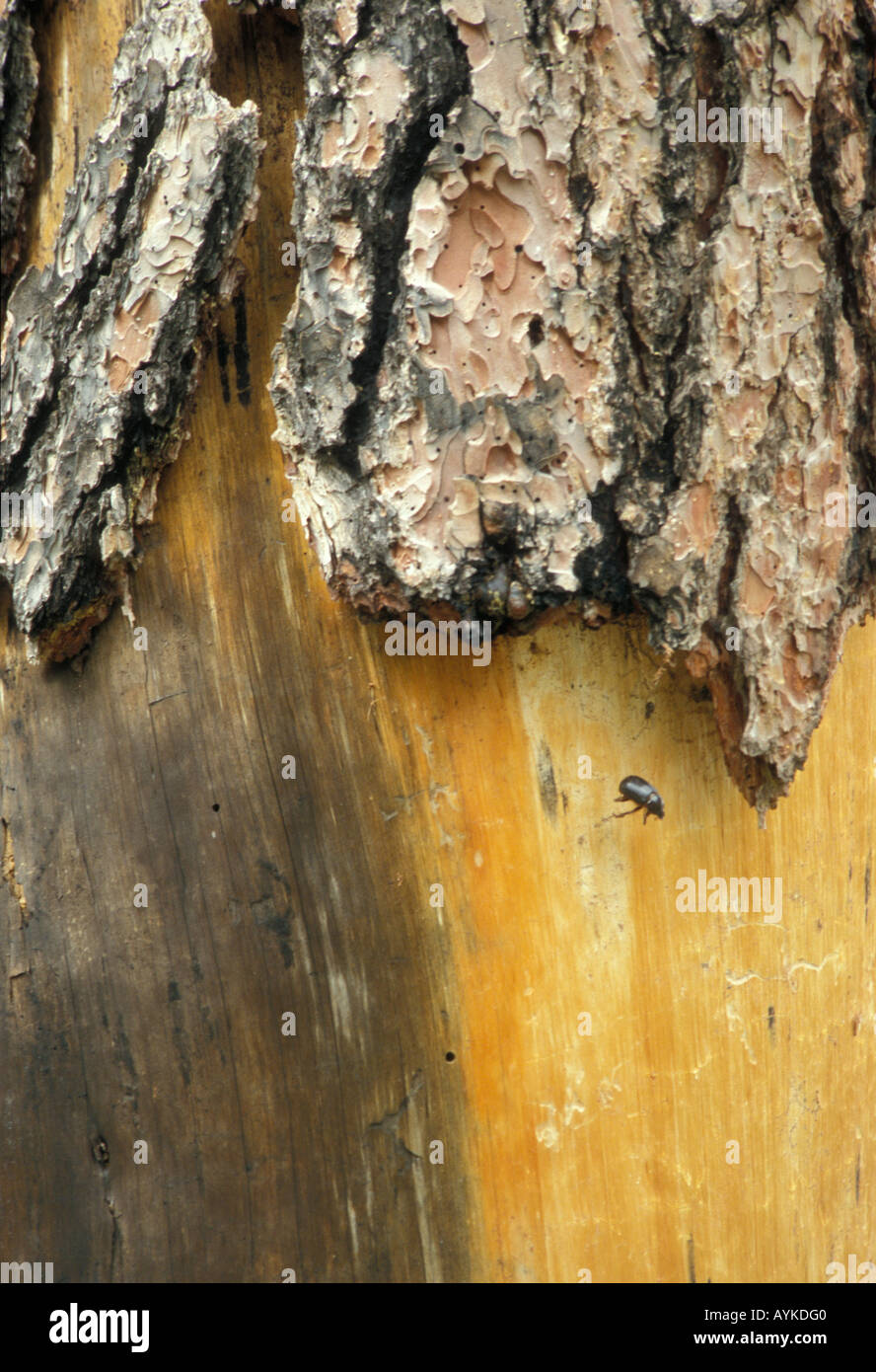 Peeling tree trunk with dead insect hanging, Arizona, USA Stock Photo ...