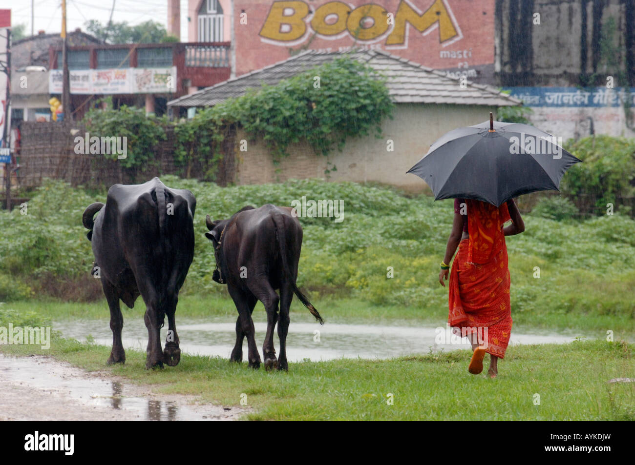 Monsoon season in the South Eastern Tarai plains which stretch the ...