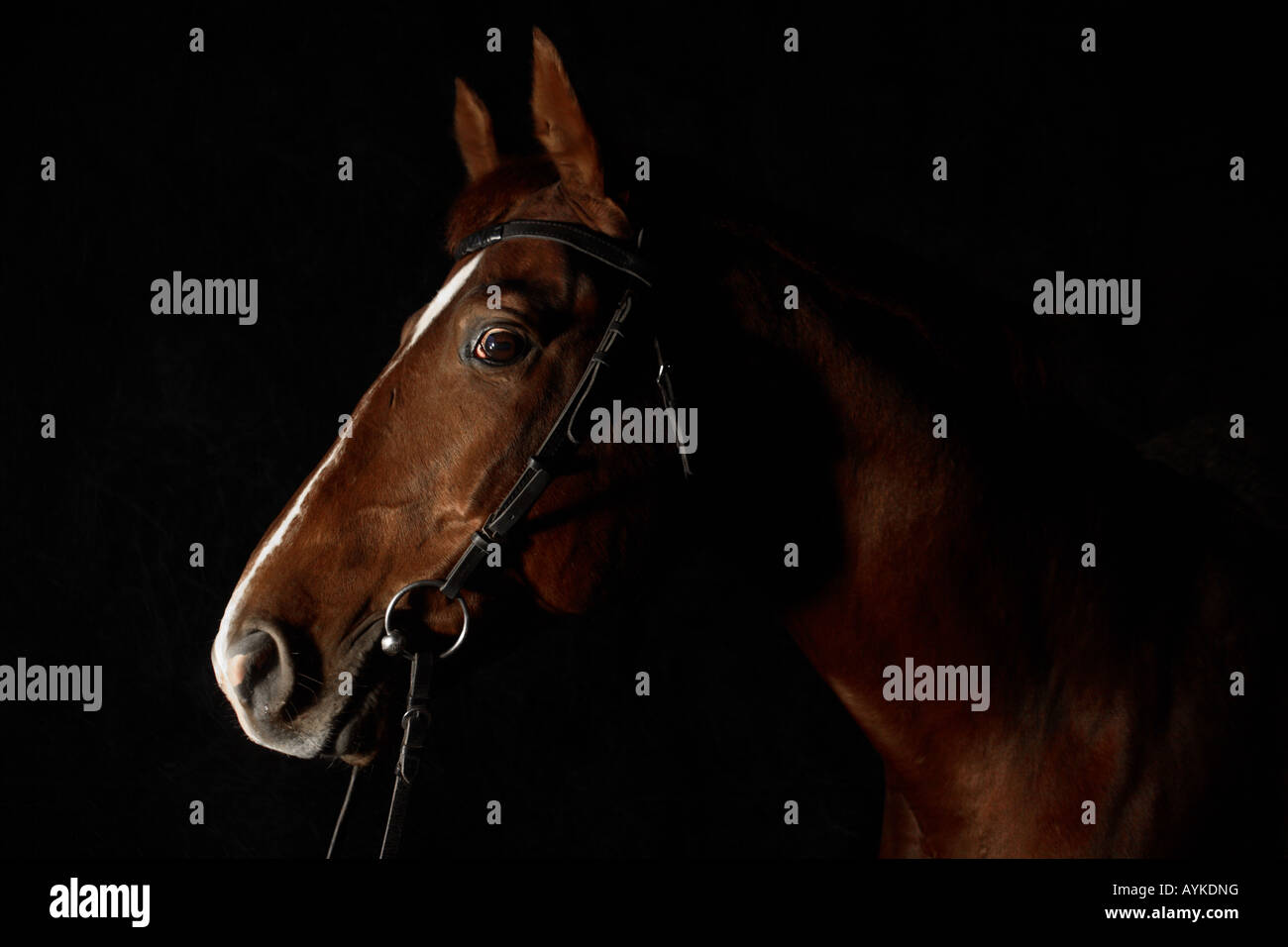 Portrait of the red horse in dark stable Stock Photo - Alamy