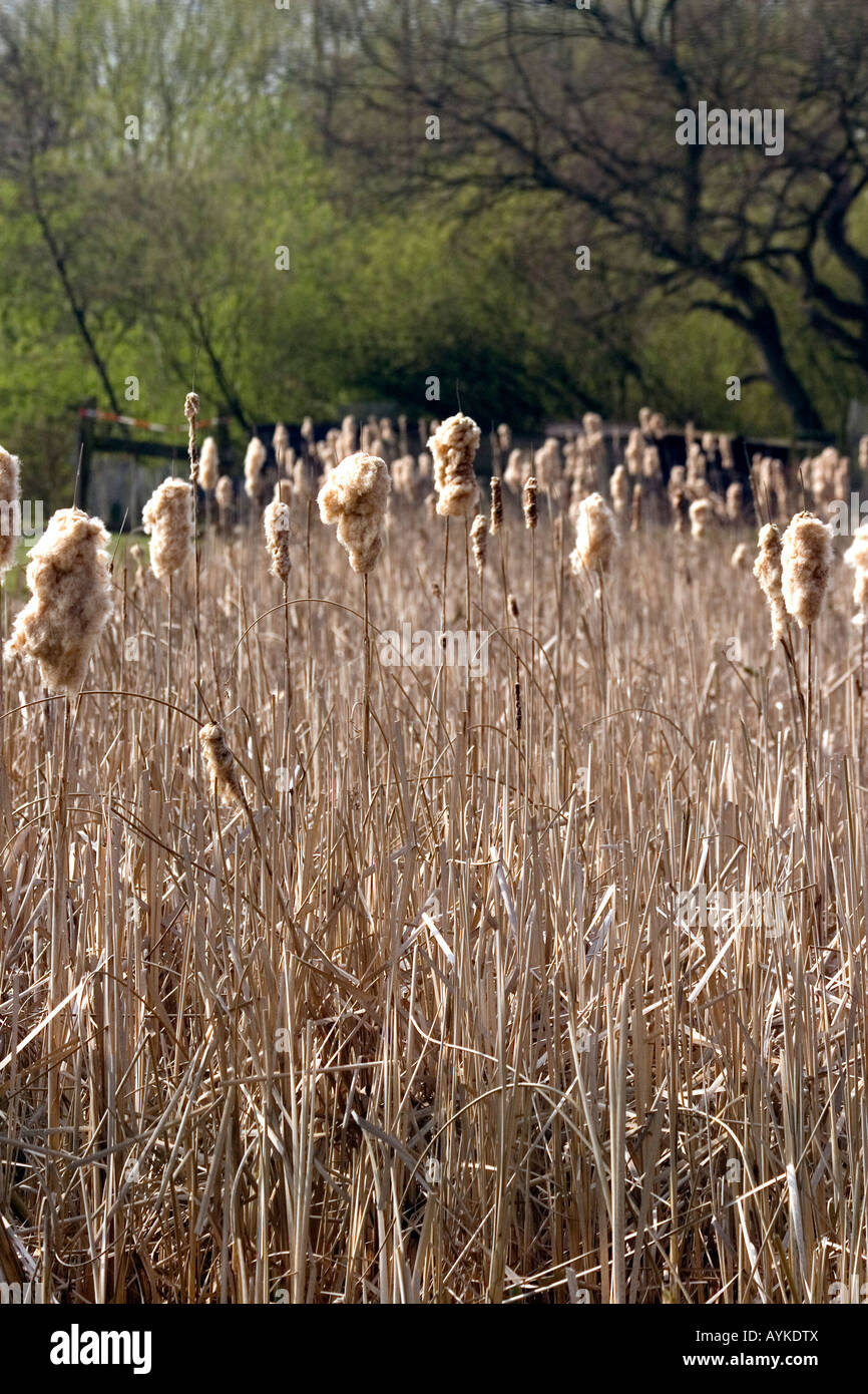 Field of grasses Stock Photo - Alamy