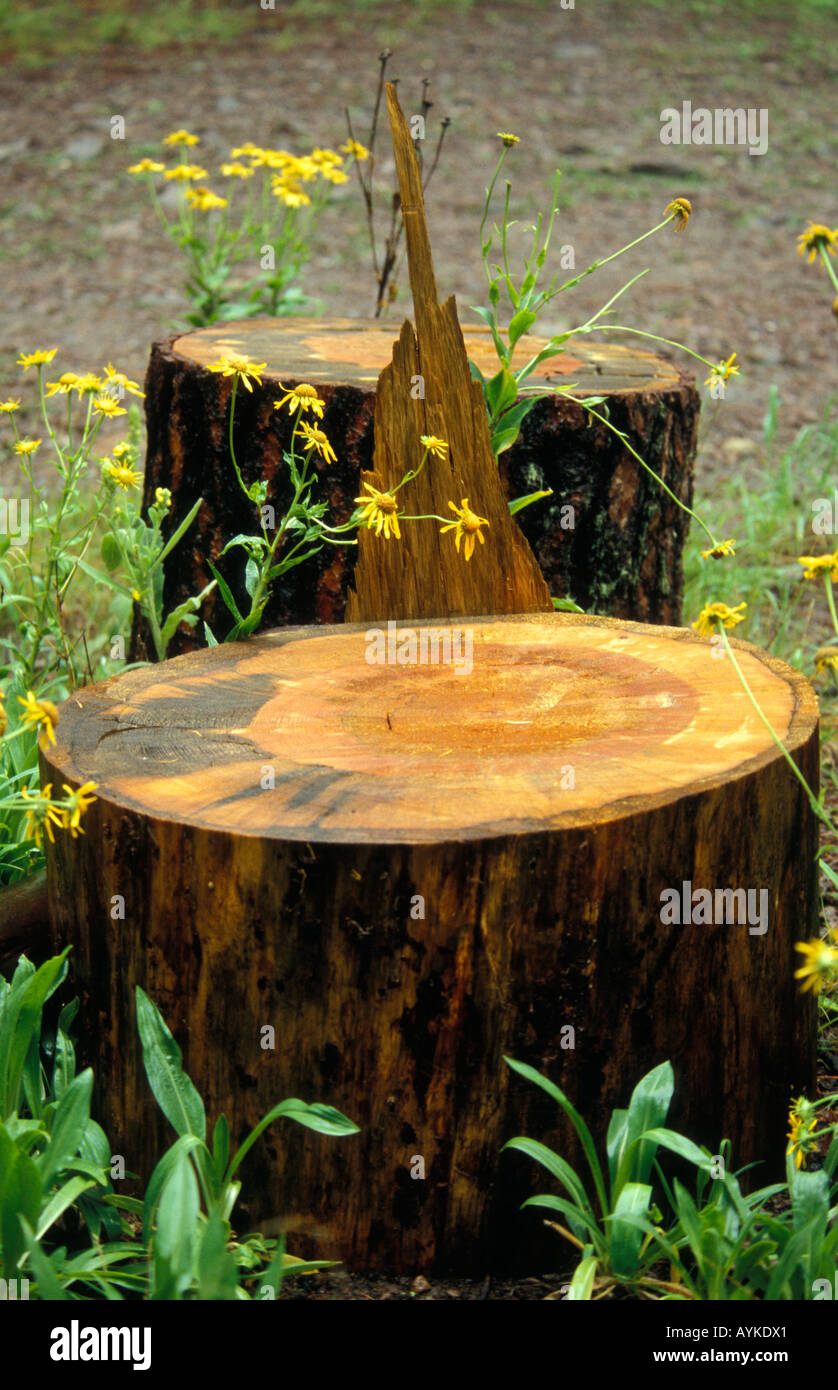Portal - Arizona - USA Log with wild flowers in the forest Stock Photo ...