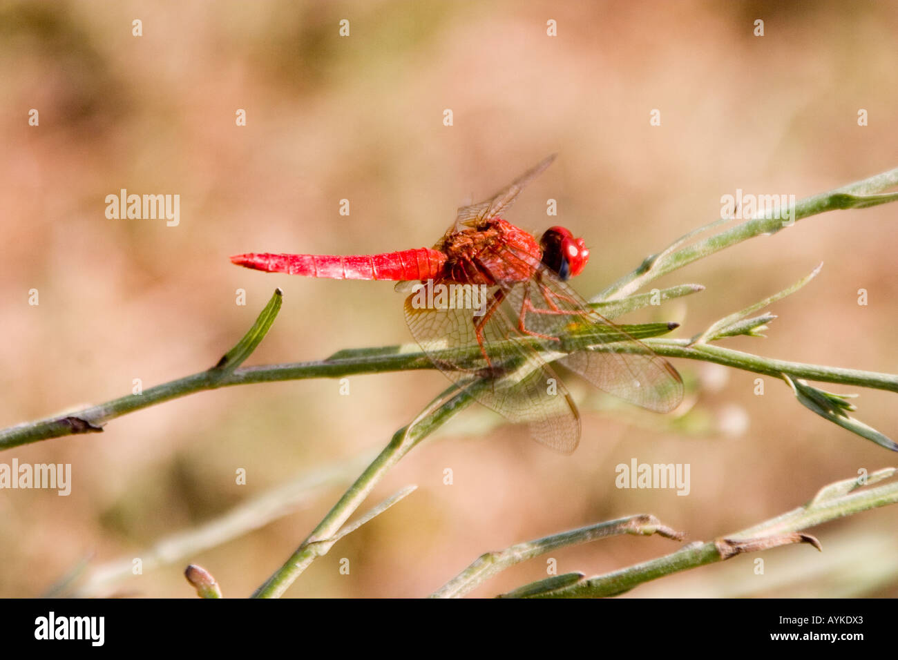 Broad Scarlet dragonfly Crocothemis erythraea Stock Photo - Alamy