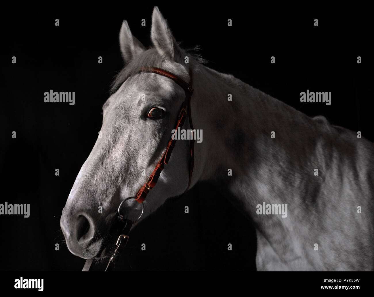 Portrait of the grey horse in dark stable Stock Photo - Alamy