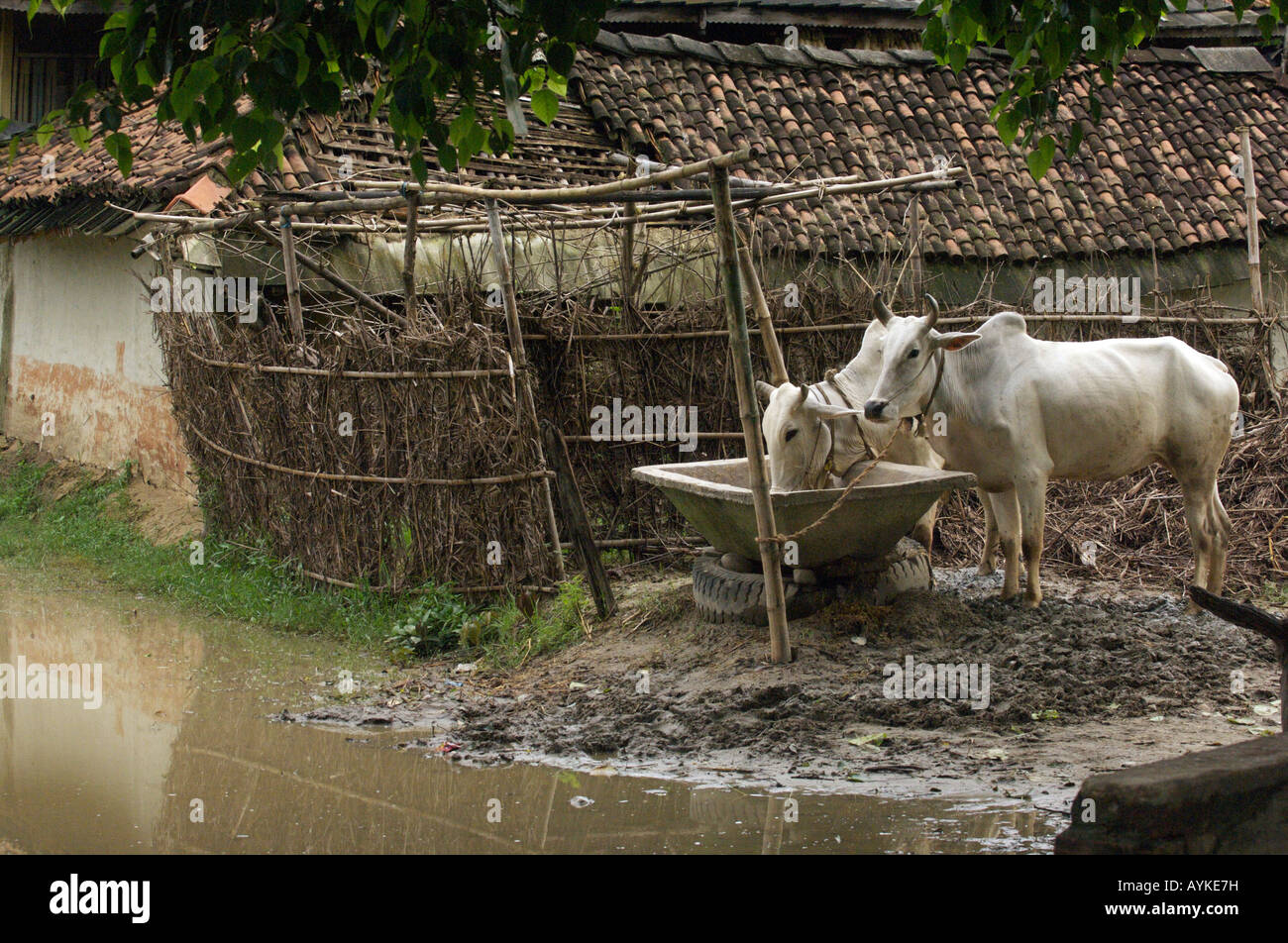 Monsoon season in the South Eastern Tarai plains which stretch the ...