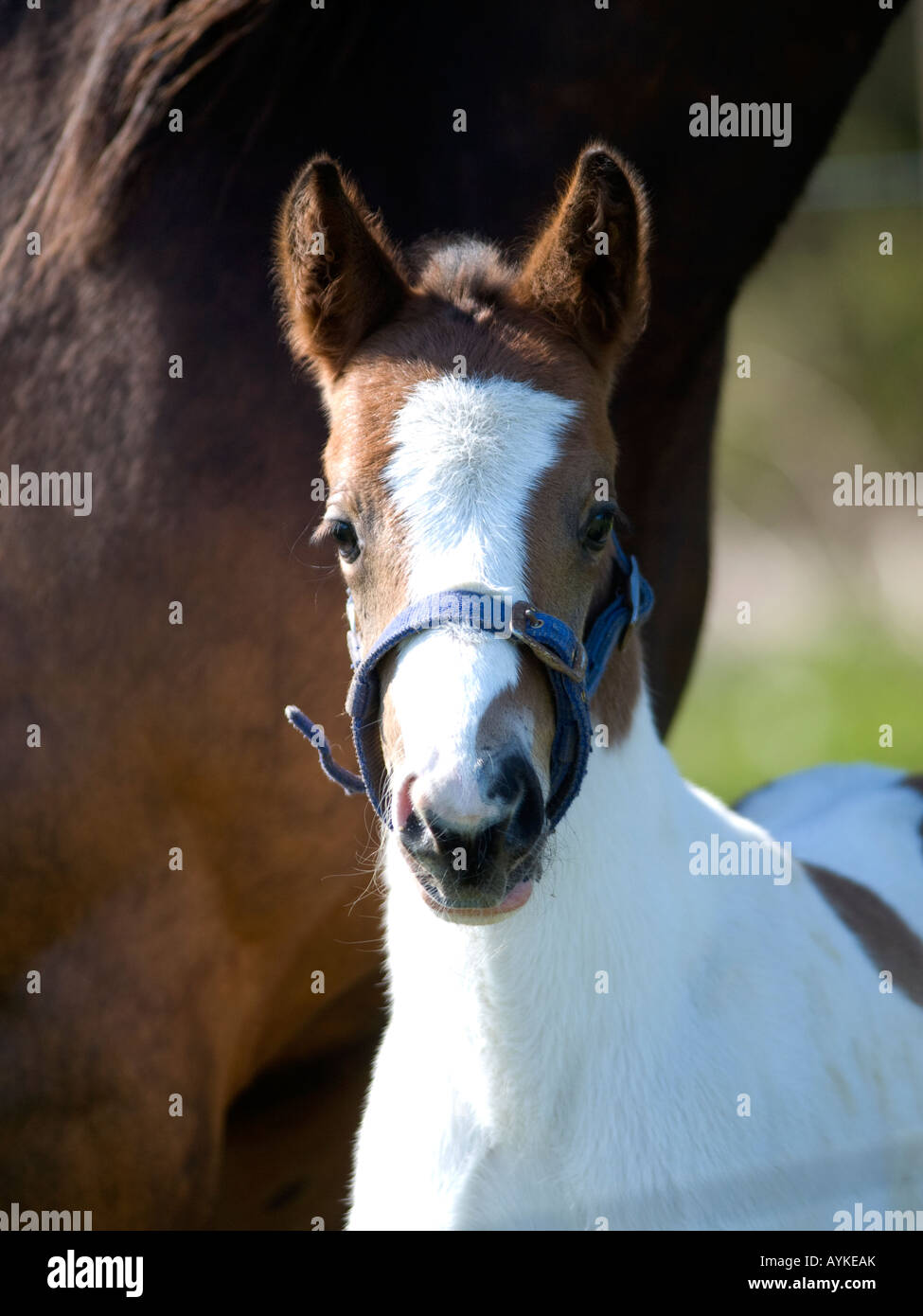 headshot of a foal Stock Photo - Alamy