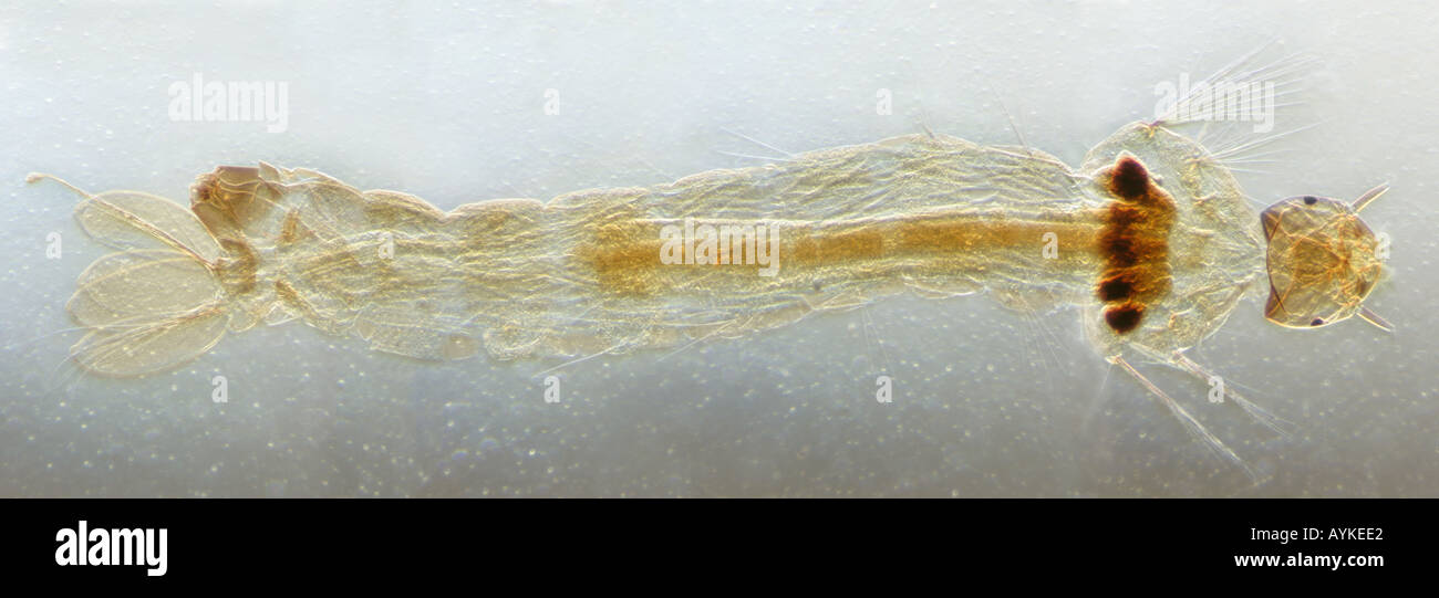 mosquito aquatic larva Stock Photo - Alamy