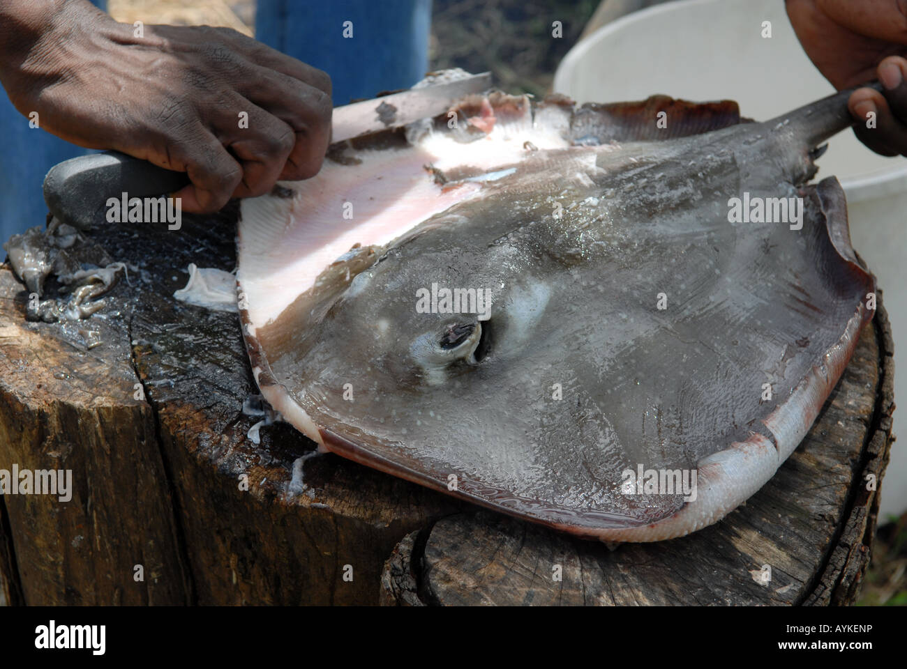 Ray fish hi-res stock photography and images - Alamy