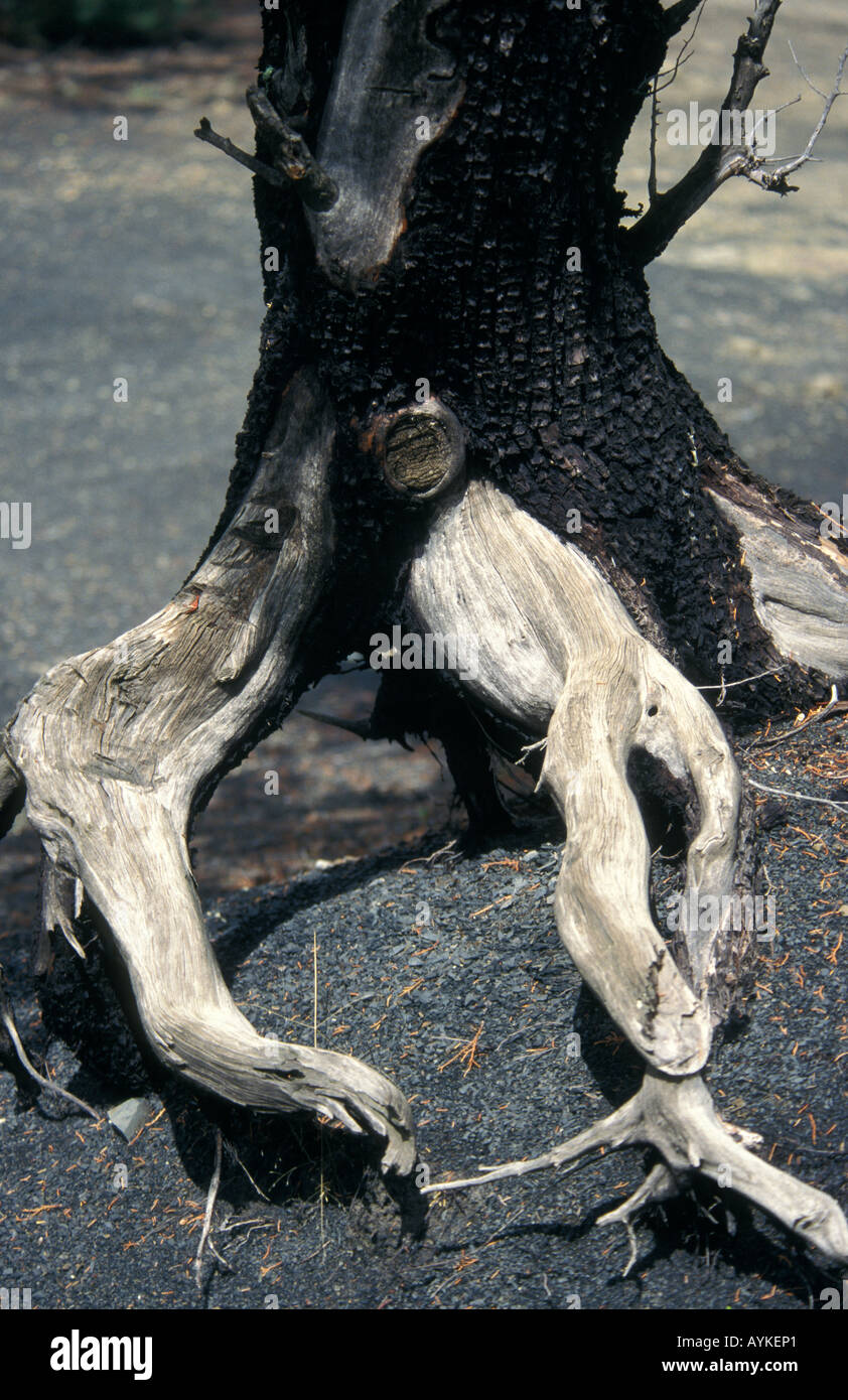 Burnt tree trunk with apparent roots Stock Photo - Alamy