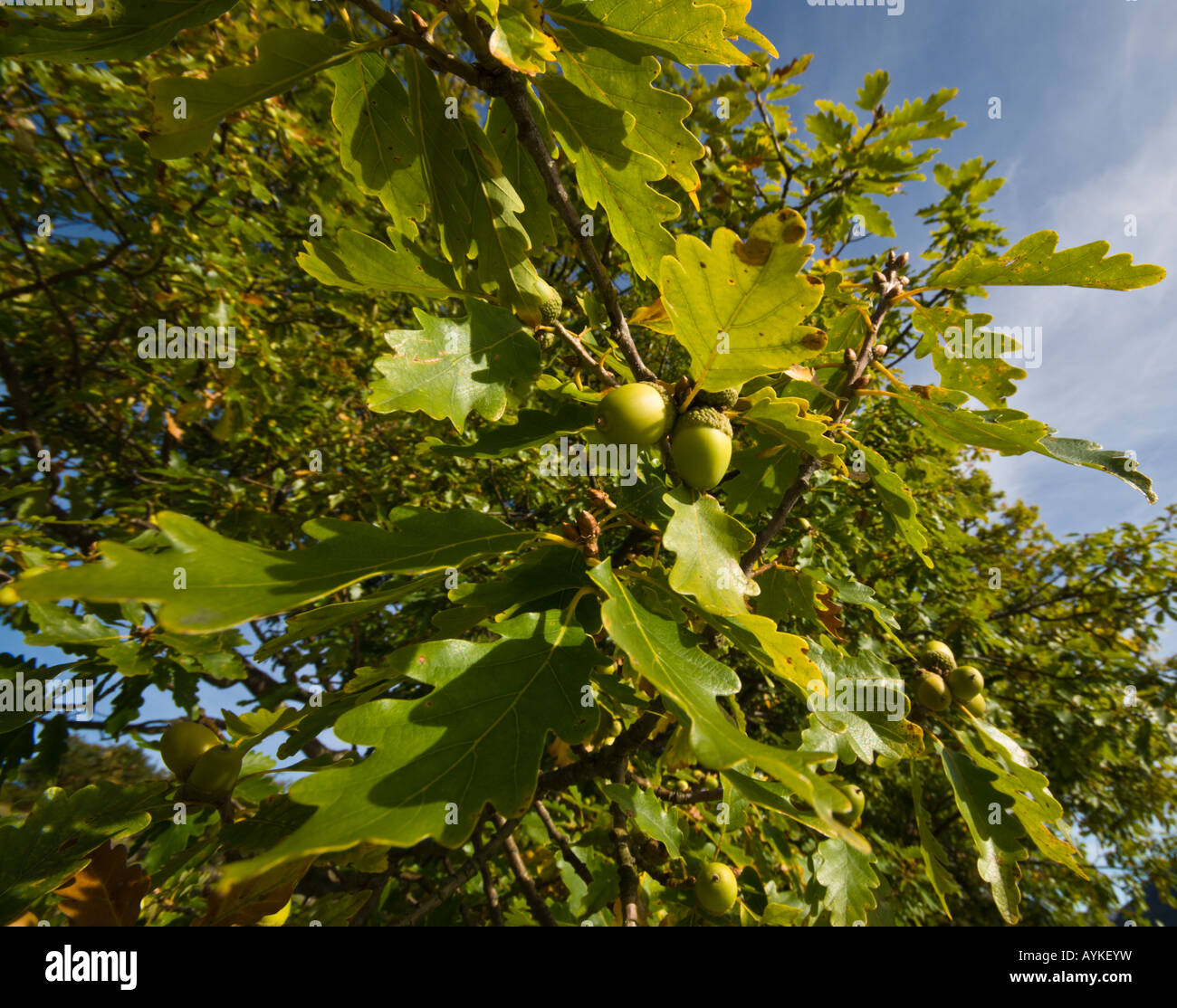 Acornoak tree hi-res stock photography and images - Alamy