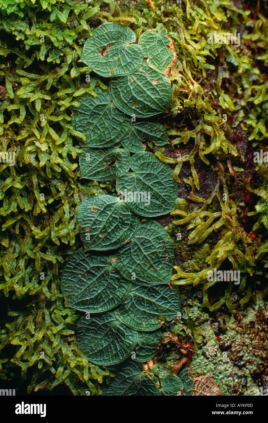 Strangling fig Ficus sp young plant spreading up host tree Stock Photo ...