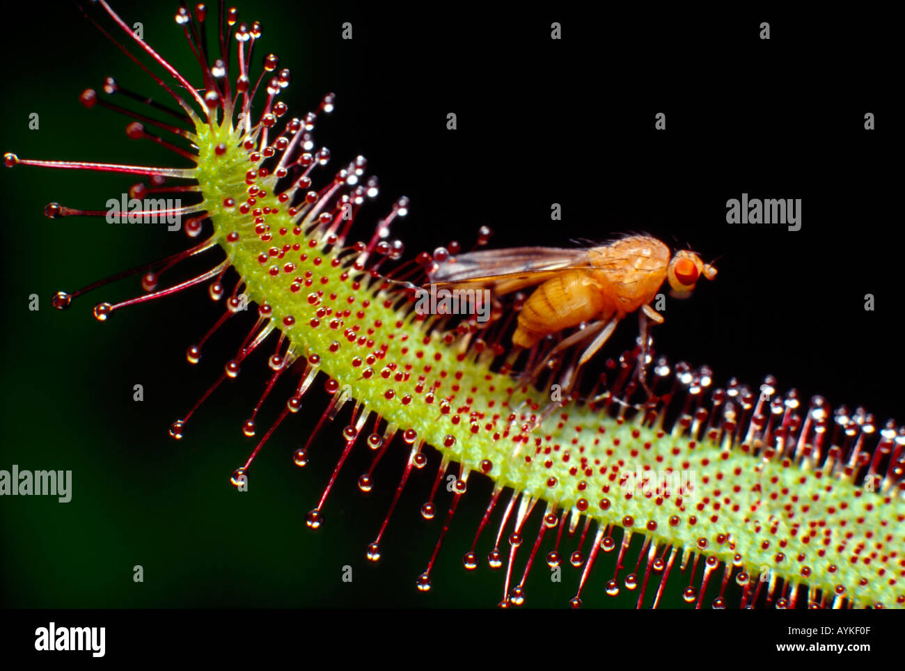 Sundew leaf with caught insect Stock Photo - Alamy