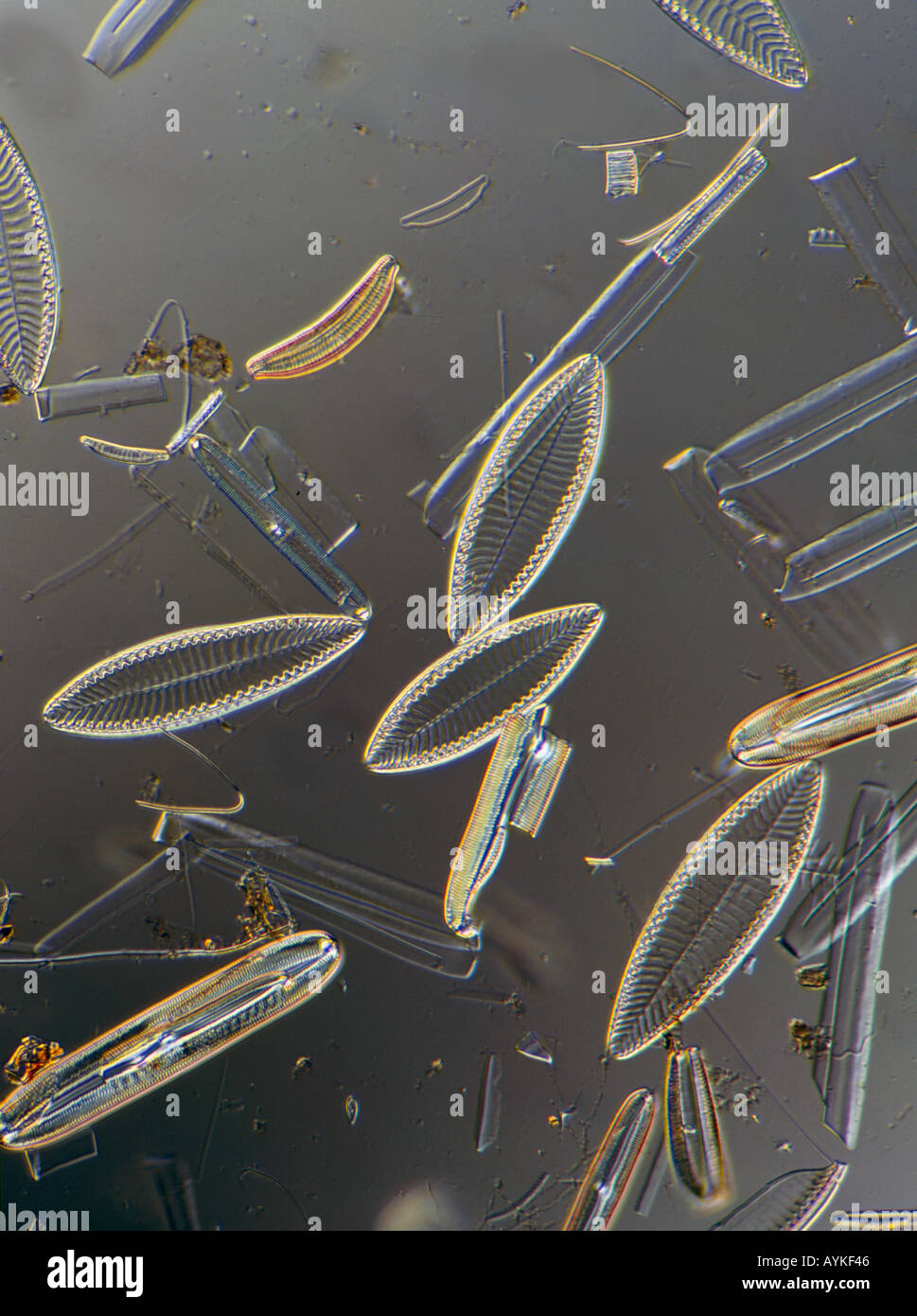 Diatoms surirella epithemia pinnularia photomicrograph DIC Normarski ...