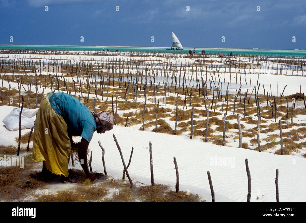 Seaweed collecting boats hi-res stock photography and images - Alamy