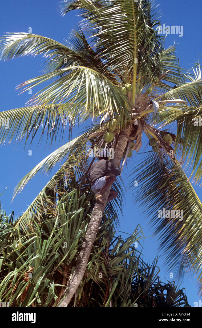Indian man climbing coconut tree hi-res stock photography and images ...