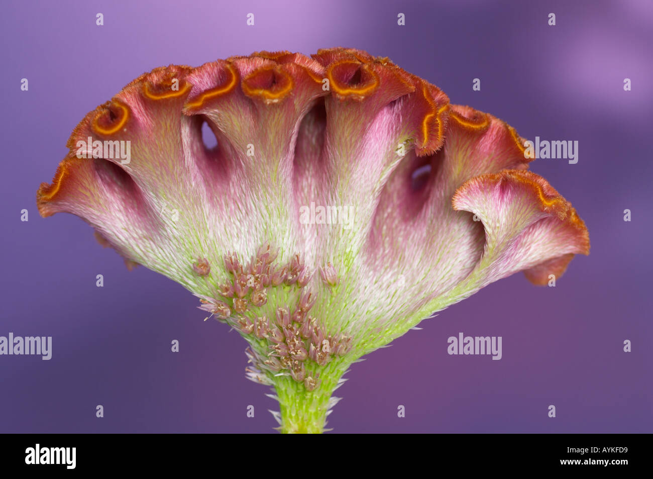 South african flowers hi-res stock photography and images - Alamy