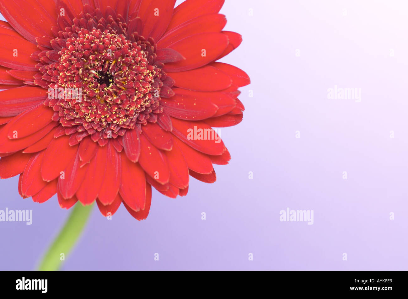 Red coloured flower hi-res stock photography and images - Alamy