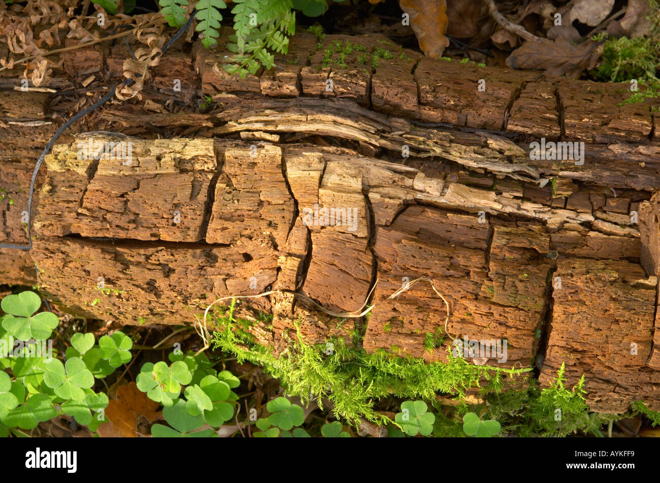 Forest animal habitat rotting hi-res stock photography and images - Alamy