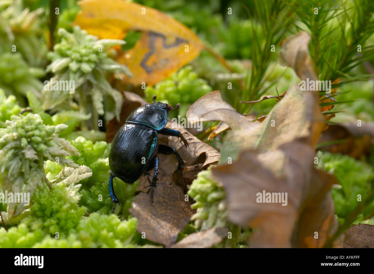 Common Dor Beetle Geotrupes stercorarius clambering over woodland floor ...