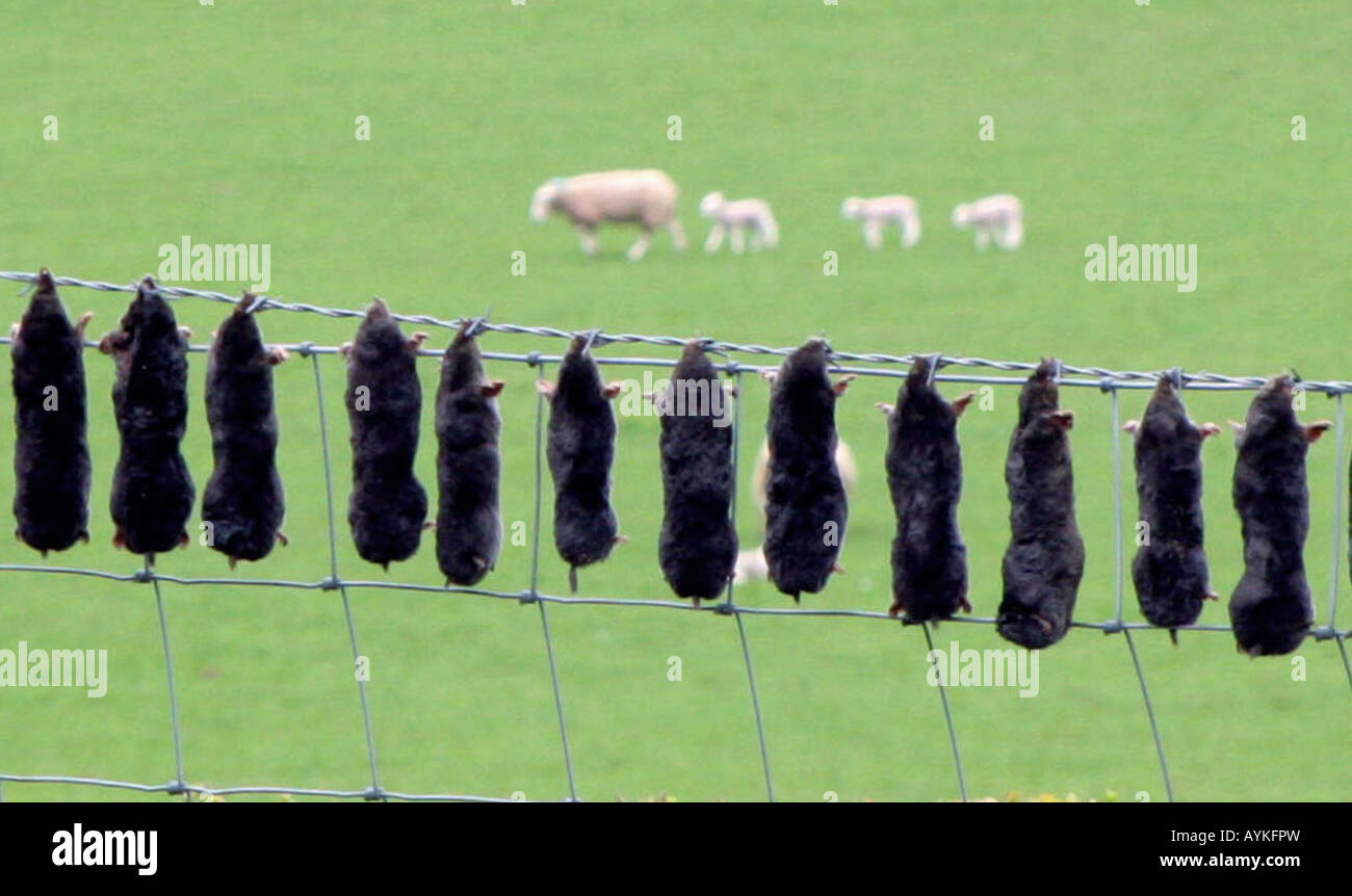 THE TRADITIONAL METHOD OF THE MOLE CATCHER,S COUNT,SEEN HERE IN ...