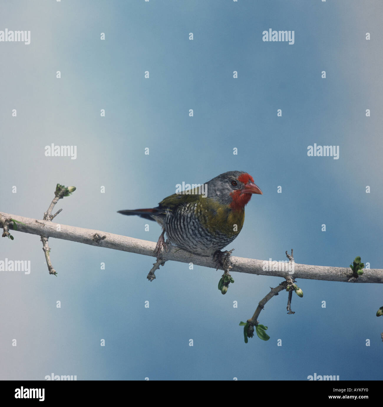 Pytelia hi-res stock photography and images - Alamy