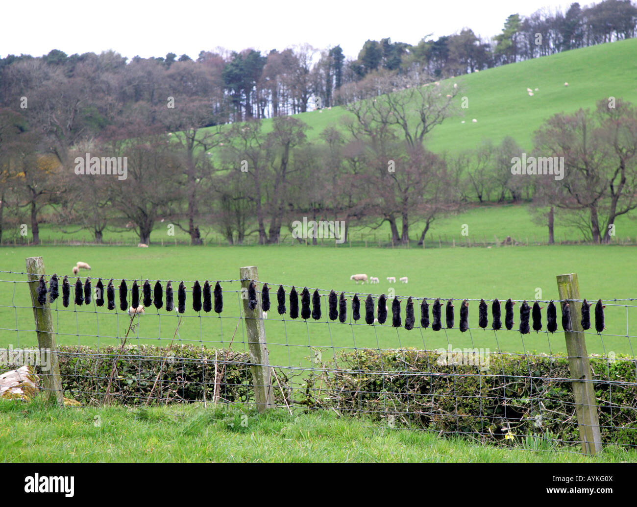 THE TRADITIONAL METHOD OF THE MOLE CATCHER,S COUNT,SEEN HERE IN ...