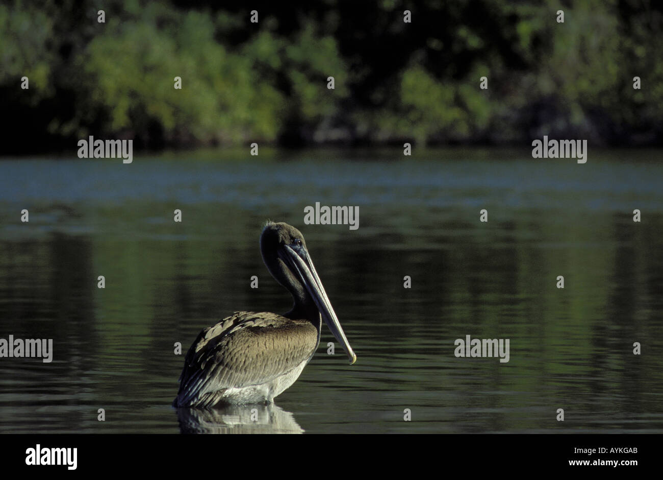 Braun pelikan hi-res stock photography and images - Alamy