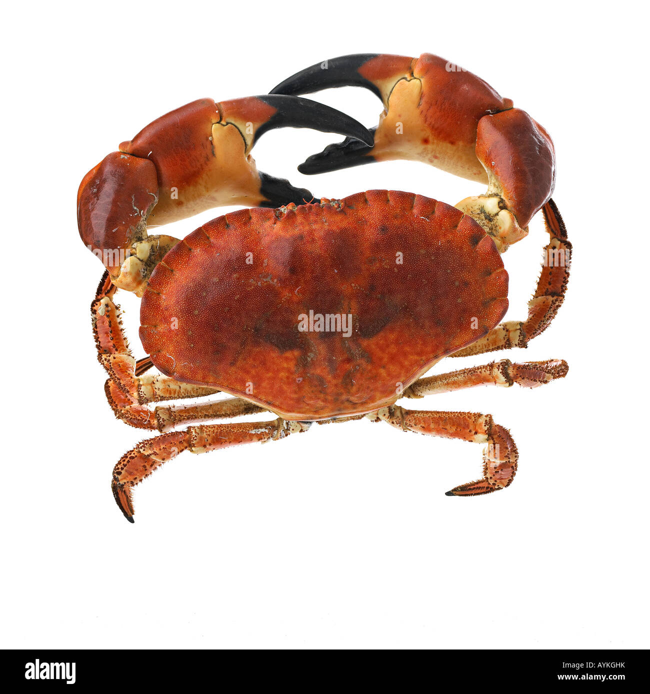 Crab shell texture Cut Out Stock Images & Pictures - Alamy