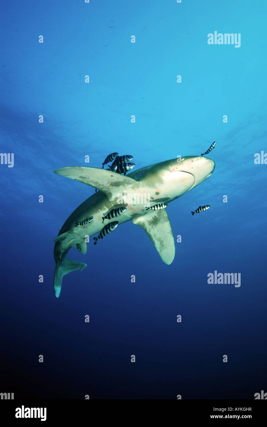 Carcharhinus longimanus hi-res stock photography and images - Alamy