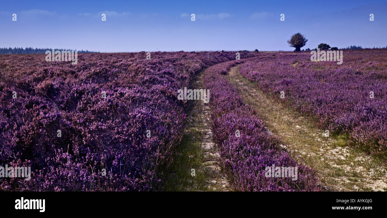 Heather hi-res stock photography and images - Alamy