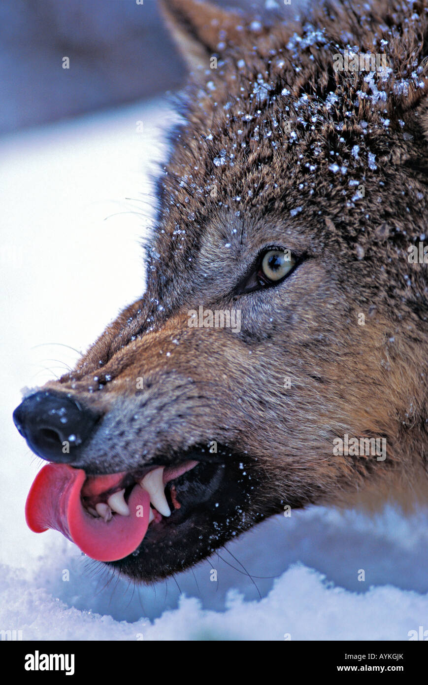 Snarling timber wolf Canis lupus in Montana model Stock Photo - Alamy