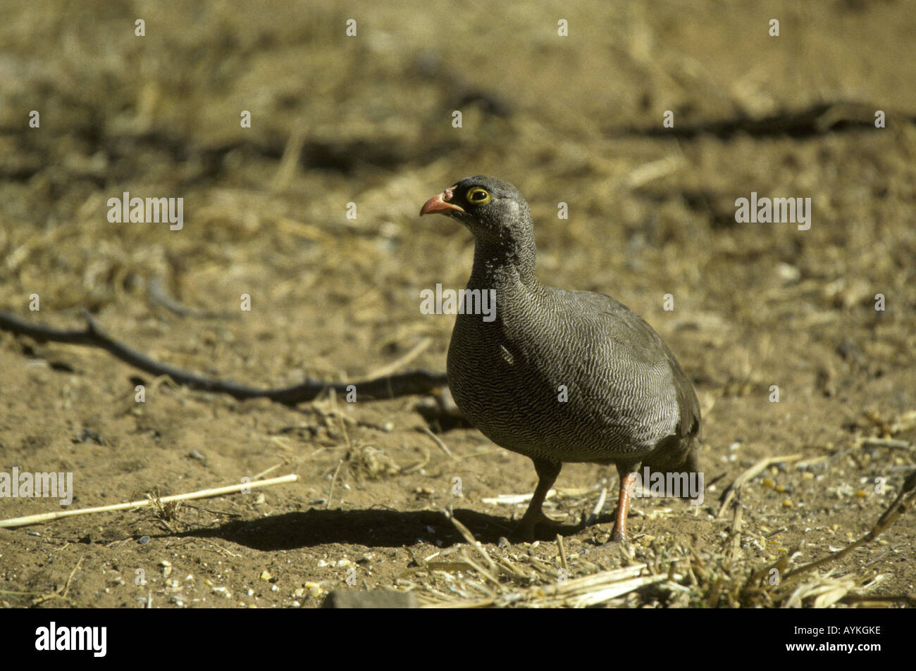 Red billed francolin hi-res stock photography and images - Alamy